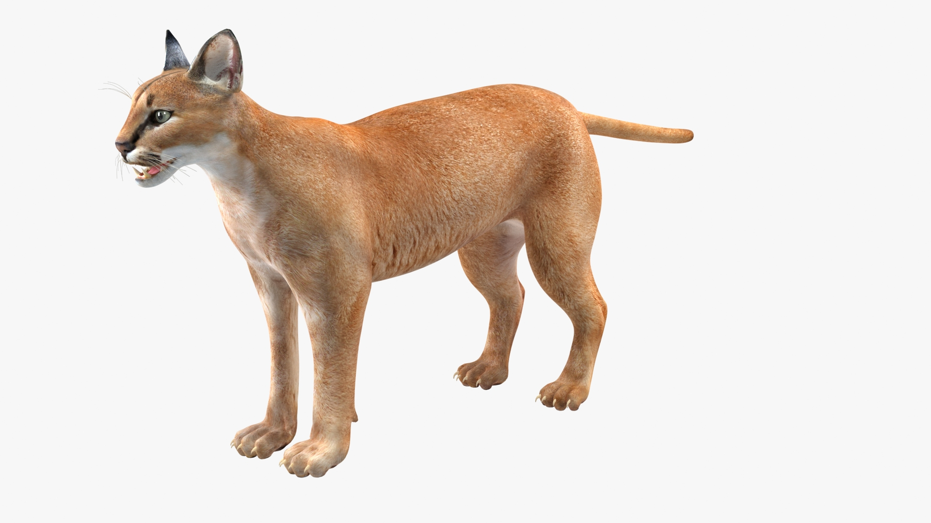 Caracal 3D Model - TurboSquid 2181787