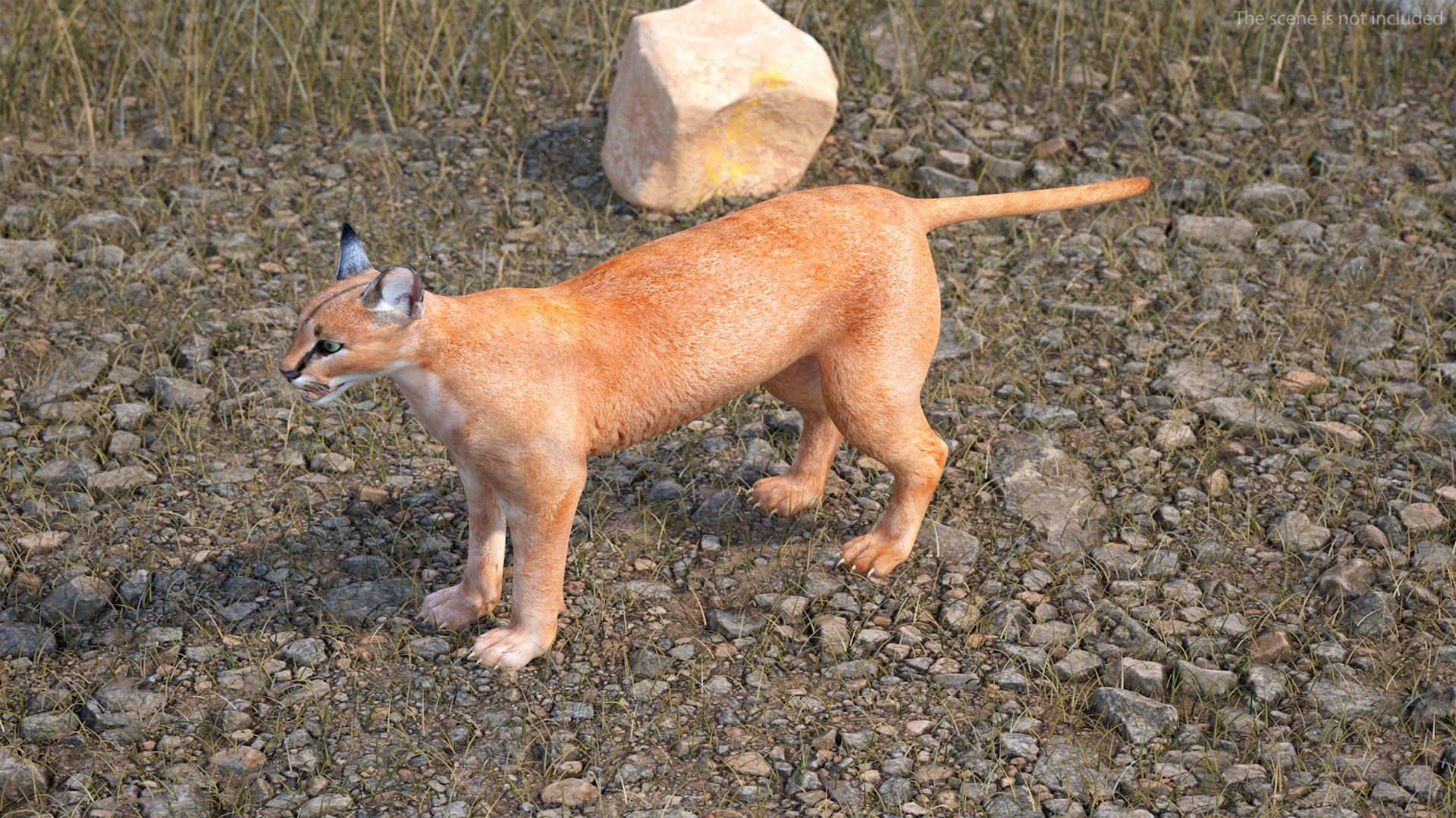 Caracal 3D model - TurboSquid 2181787