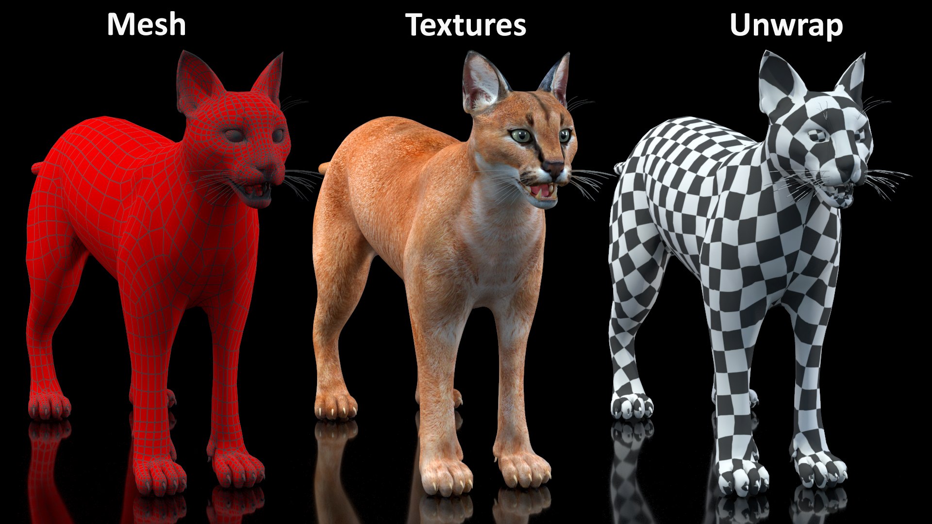 Caracal 3D Model - TurboSquid 2181787