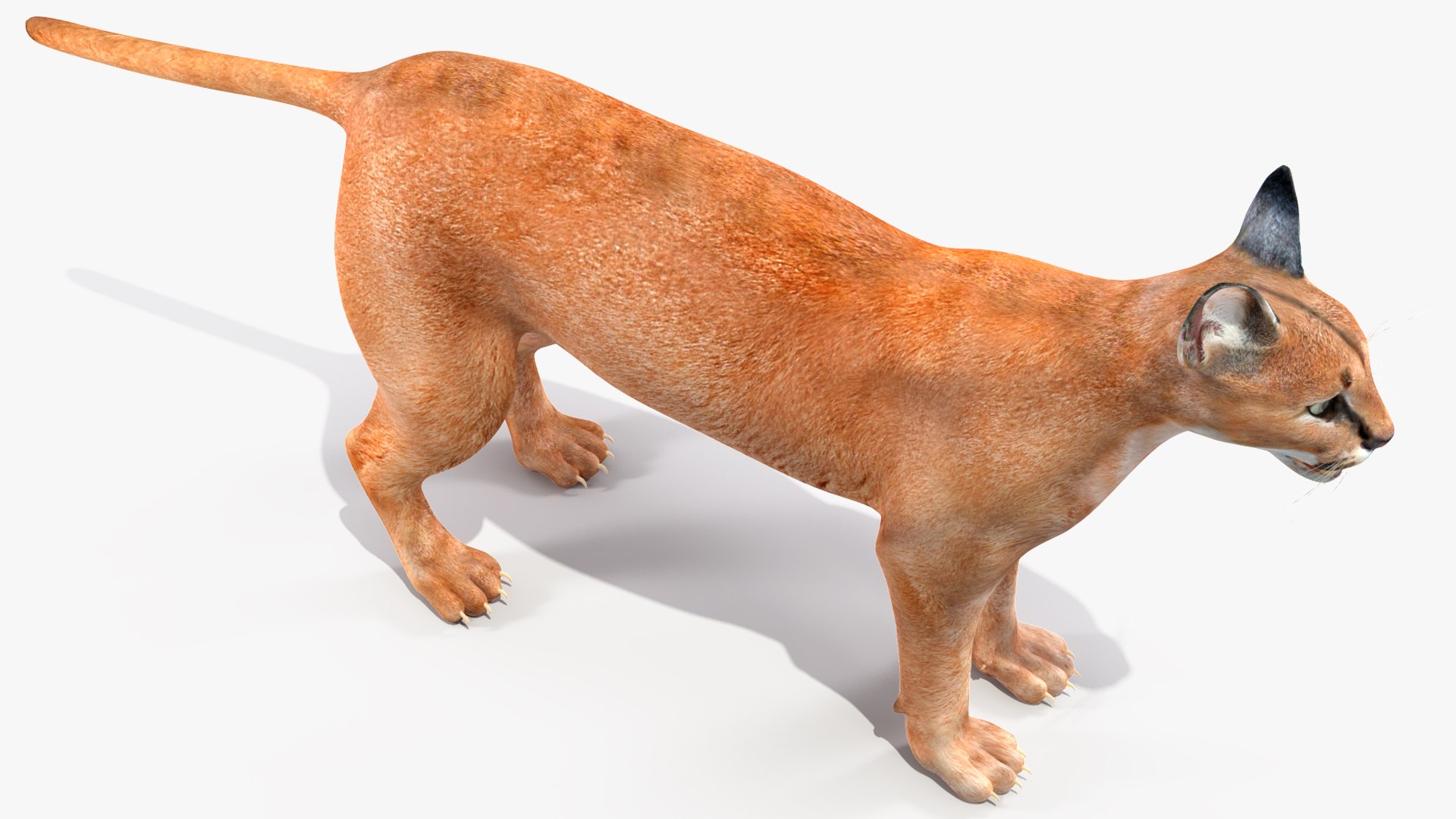 Caracal 3D Model - TurboSquid 2181787
