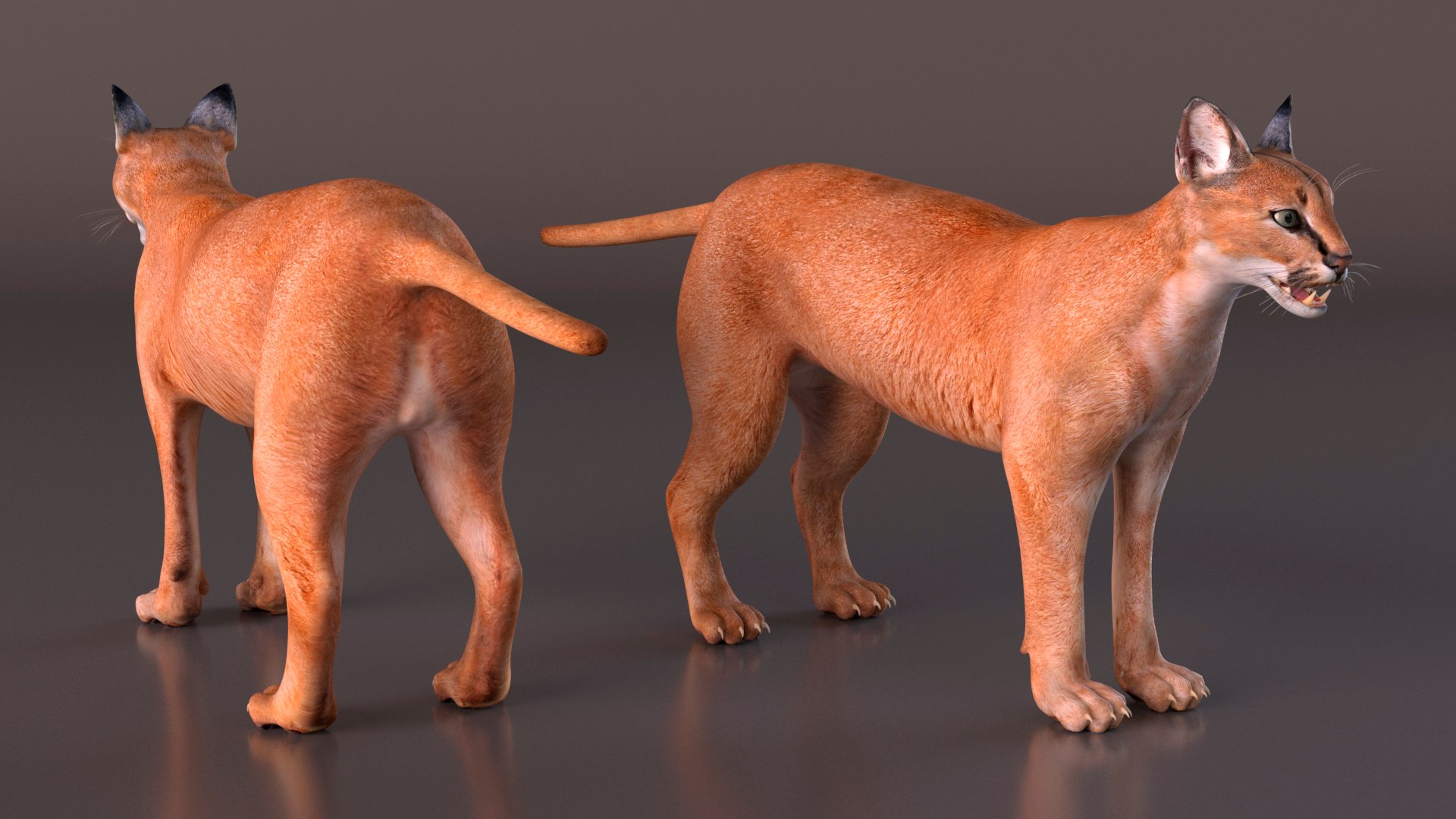Caracal 3D model - TurboSquid 2181787