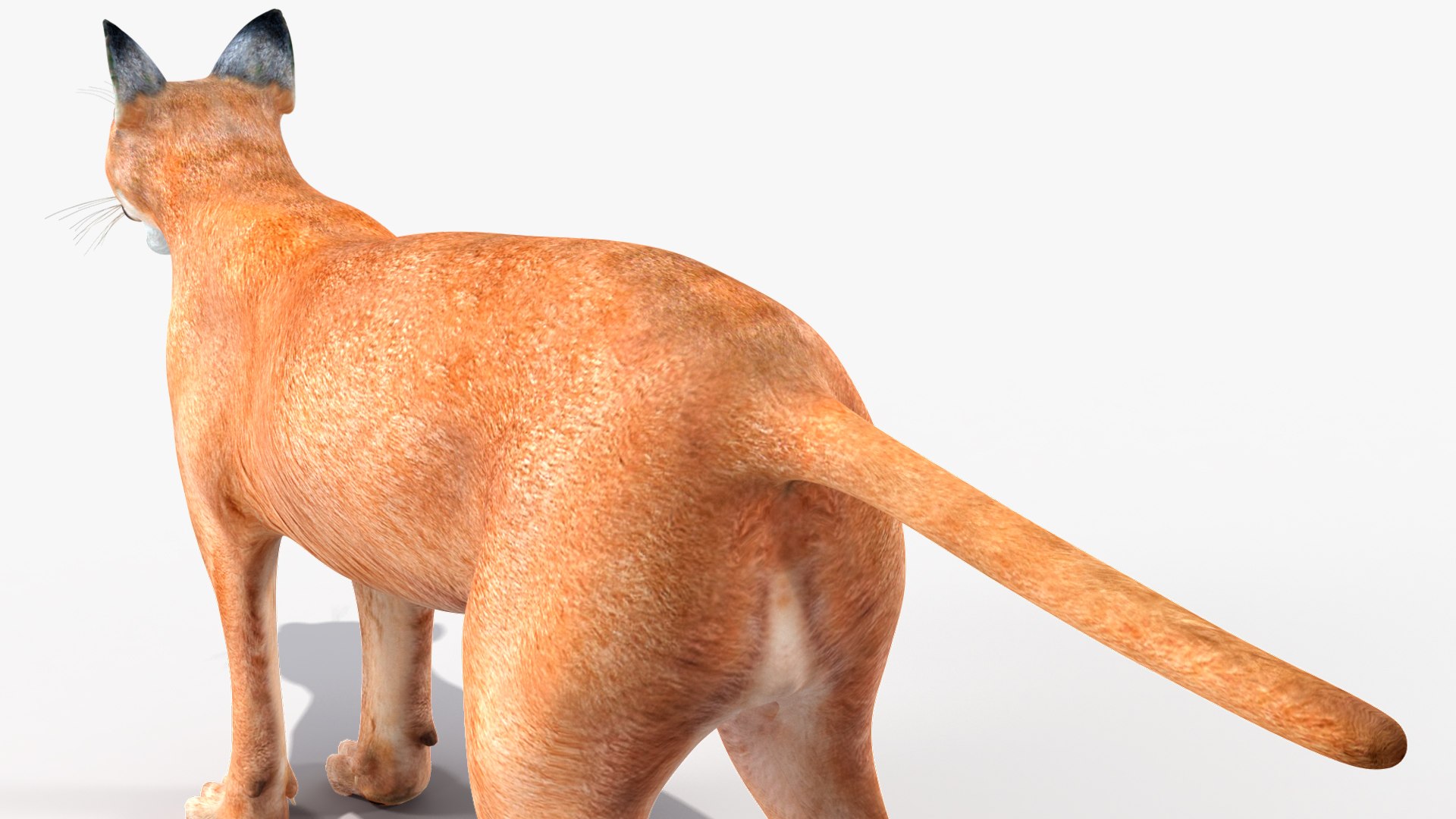 Caracal 3D Model - TurboSquid 2181787