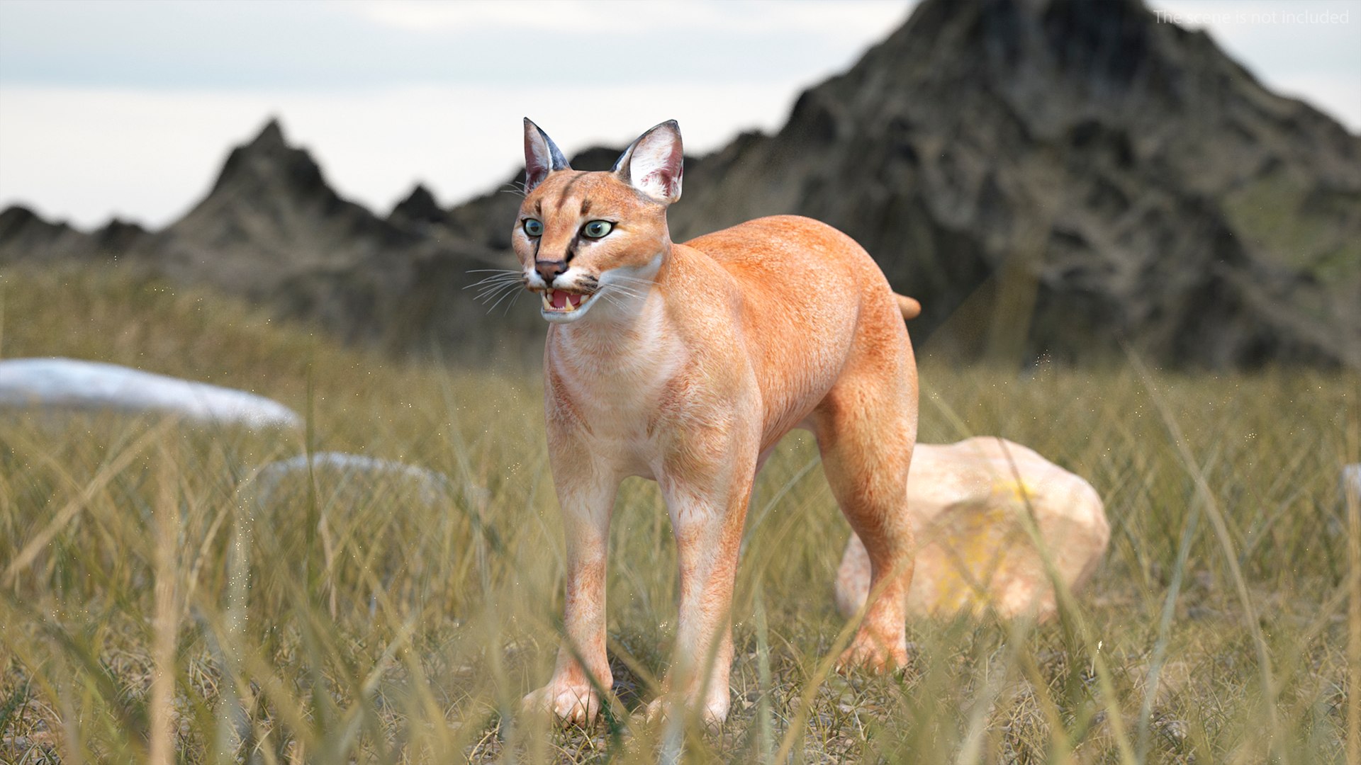 Caracal 3D model - TurboSquid 2181787