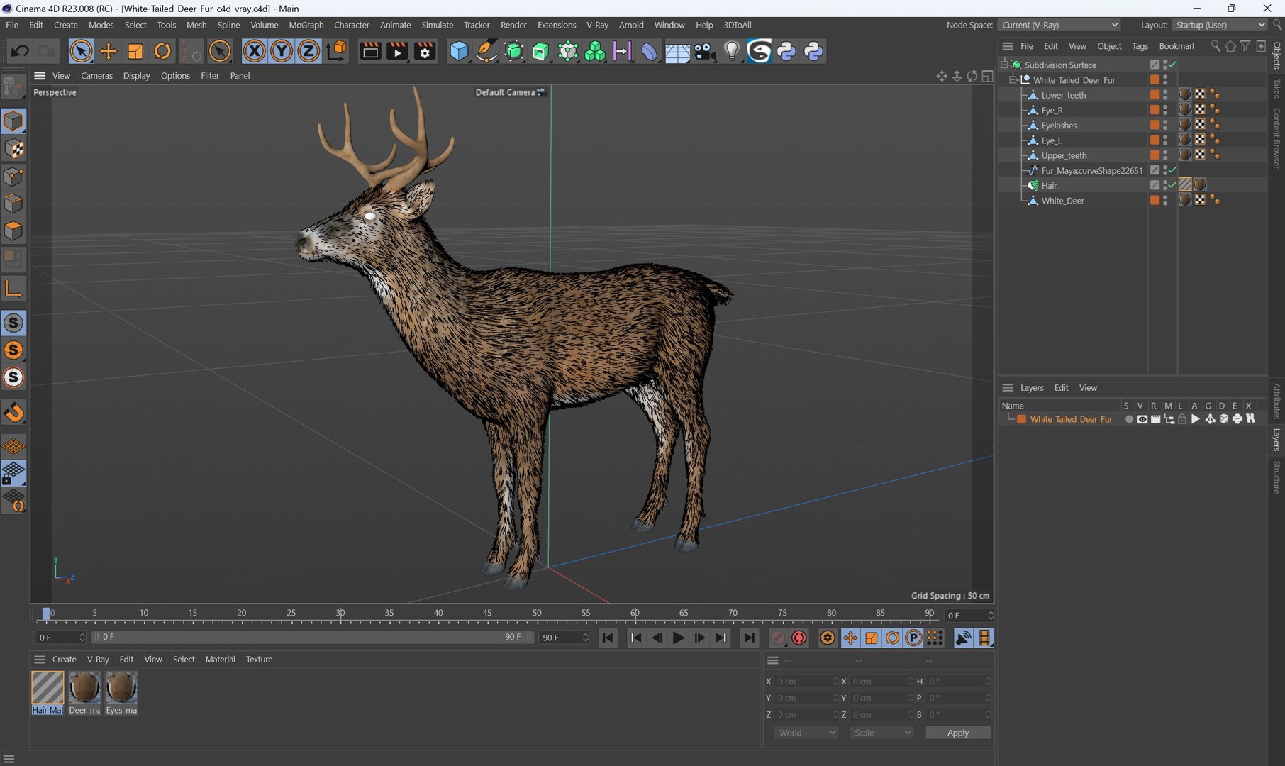 3D White-Tailed Deer Fur For Cinema 4D Model - TurboSquid 2396082