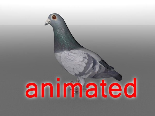 Animated Pigeon 3D Models for Download | TurboSquid
