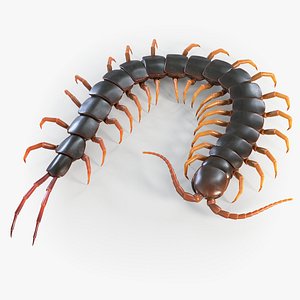 sketchfab centipede