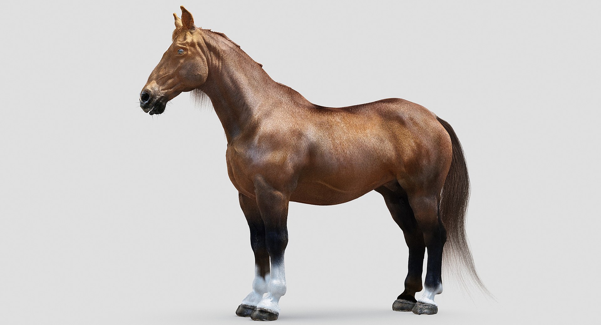 3d model horse realistic modeled