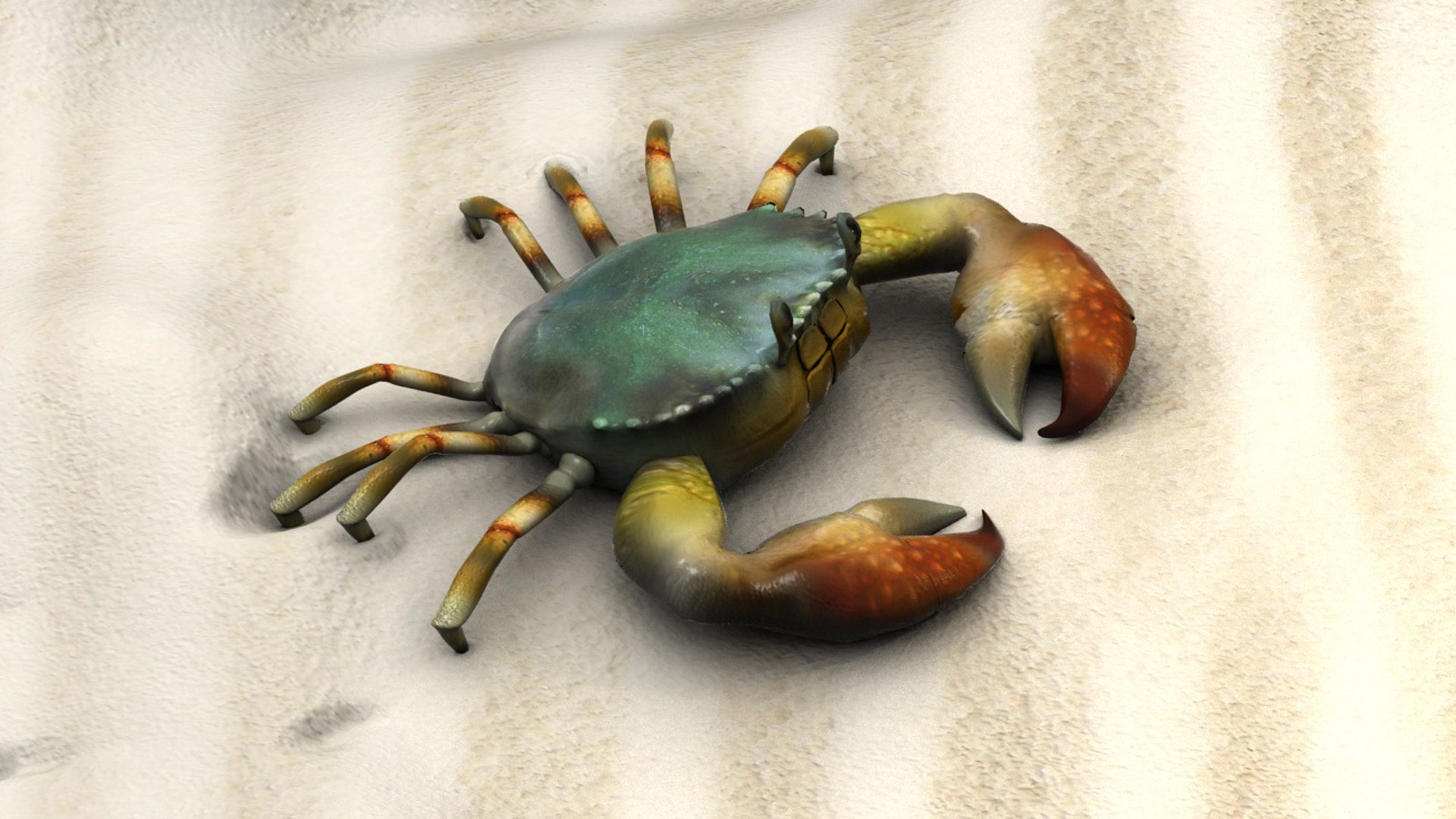 3D Model Fiddler Crab Sea Shell - TurboSquid 1713280