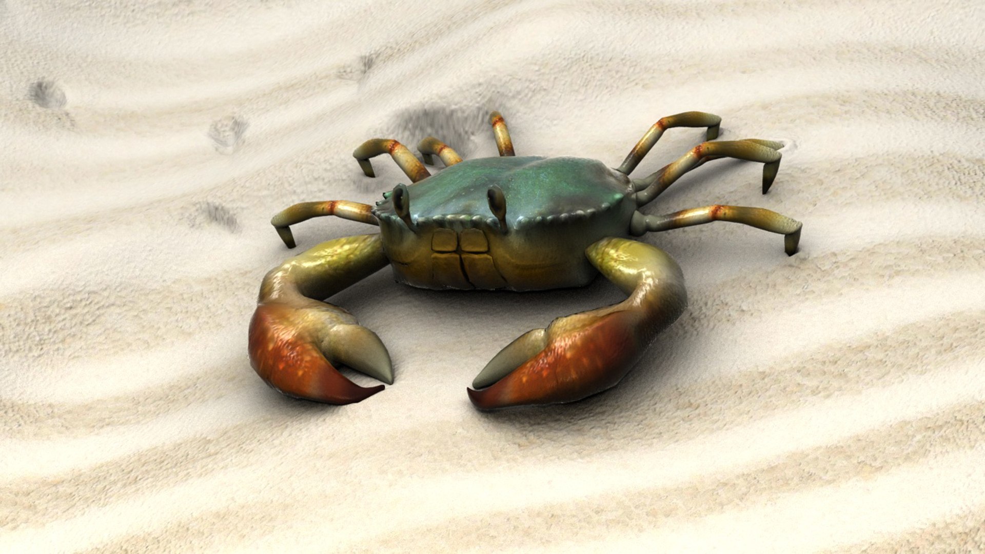 3D Model Fiddler Crab Sea Shell - TurboSquid 1713280