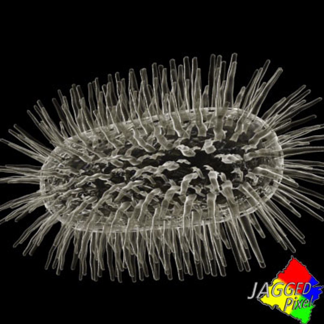 bacillus bacteria 6 3d model