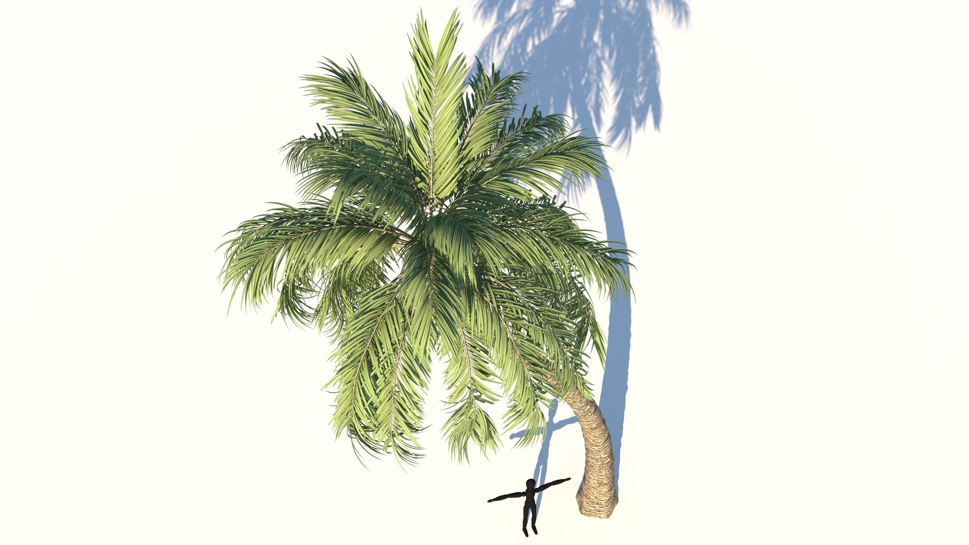 Coconut Palm Tree Model - TurboSquid 1671693