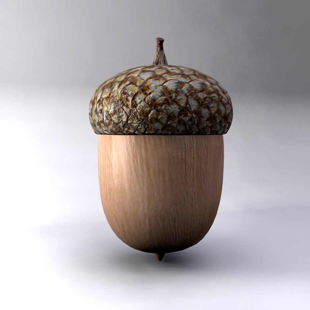Acorn 3d Max
