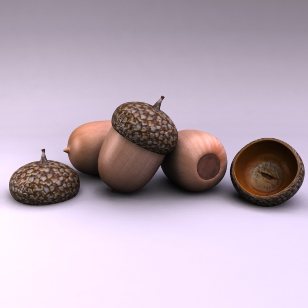 Acorn 3d Max