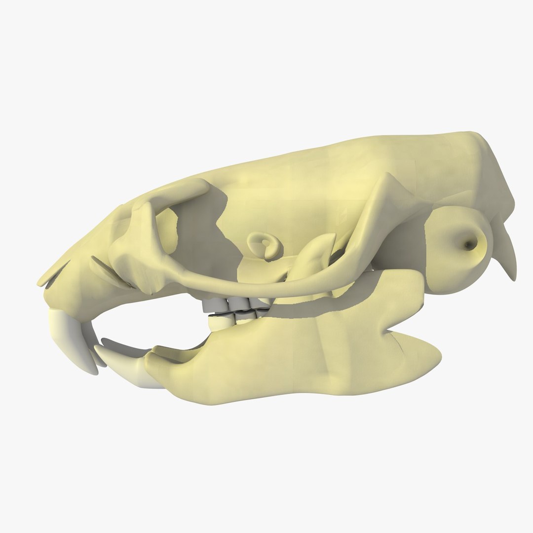 Rat Skull Animations 3d Model
