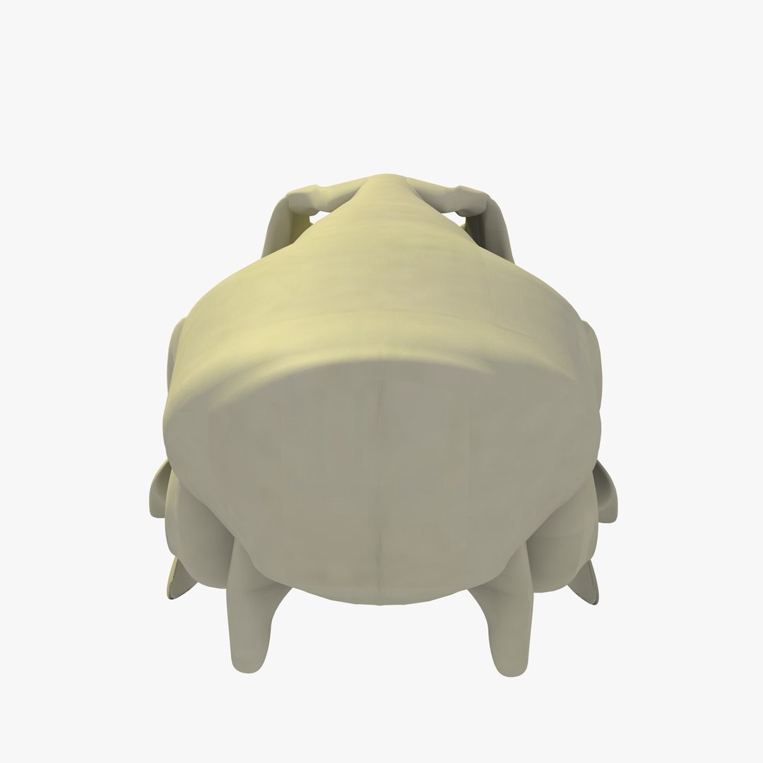Rat Skull Animations 3d Model
