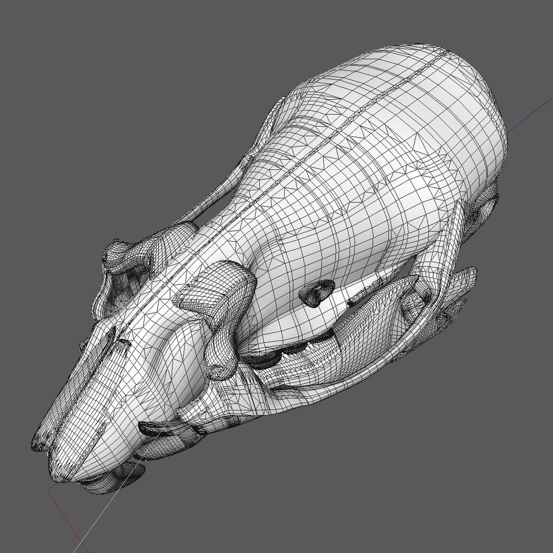 Rat Skull Animations 3d Model