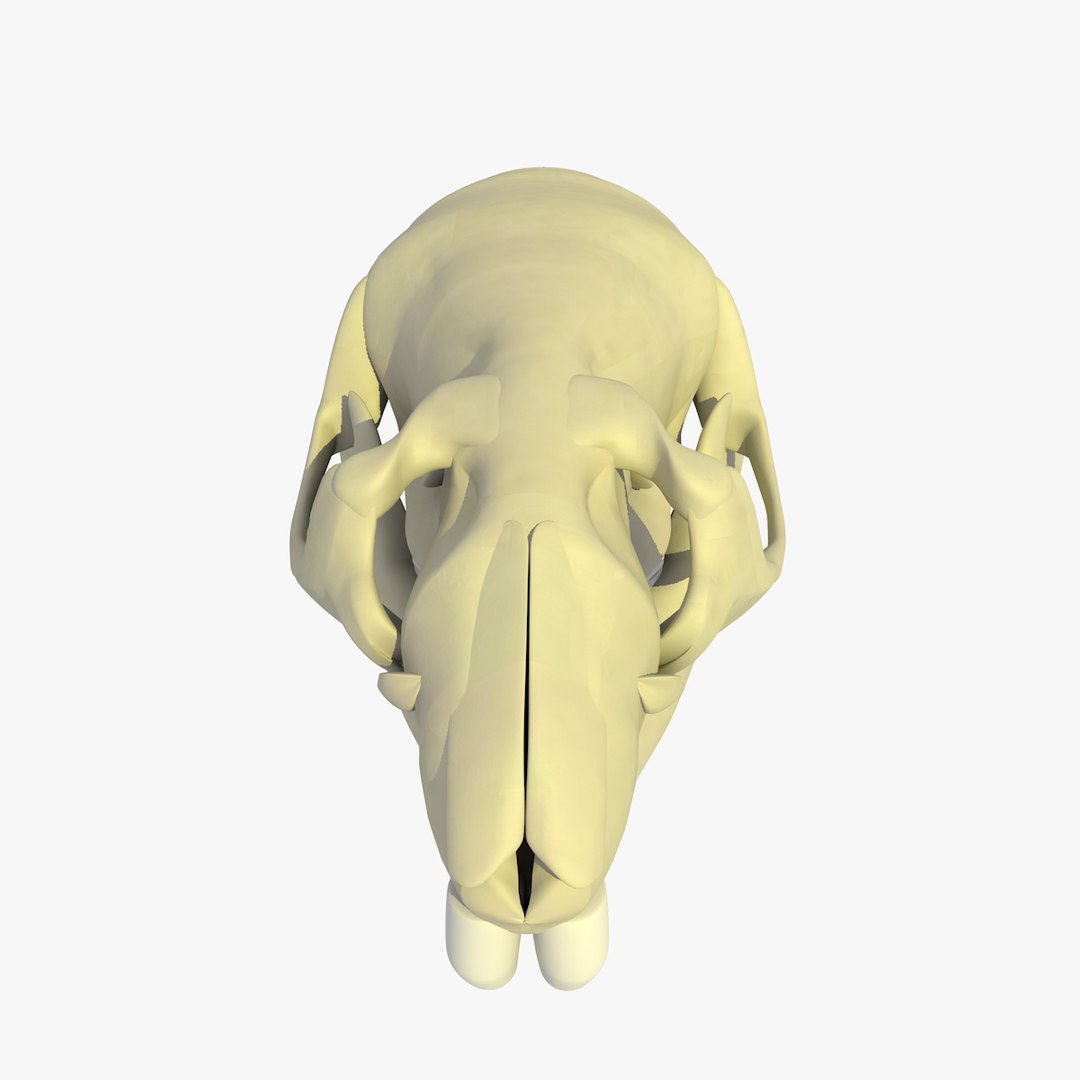 Rat Skull Animations 3d Model