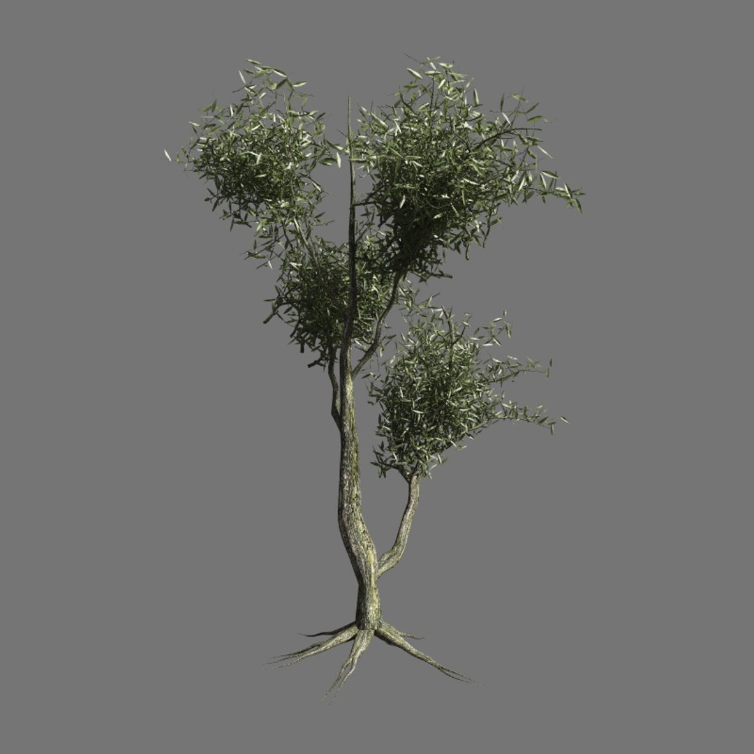Hq Olive Tree 3d 3ds
