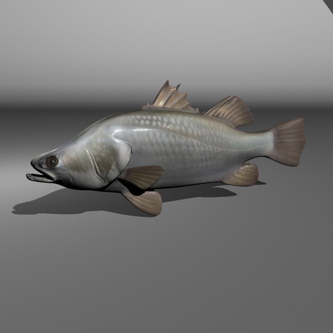 3d barramundi v-ray rig