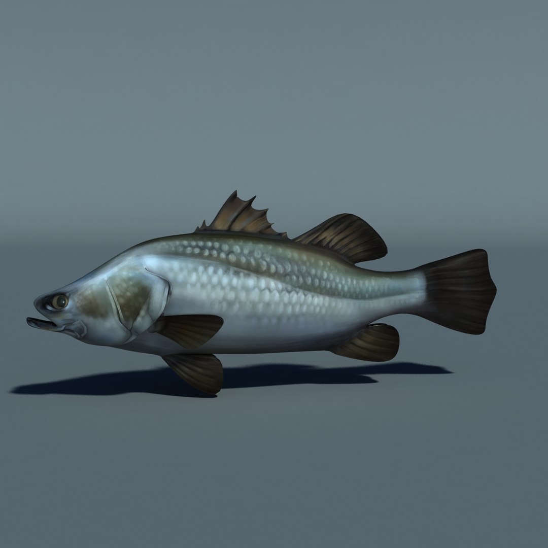 3d barramundi v-ray rig