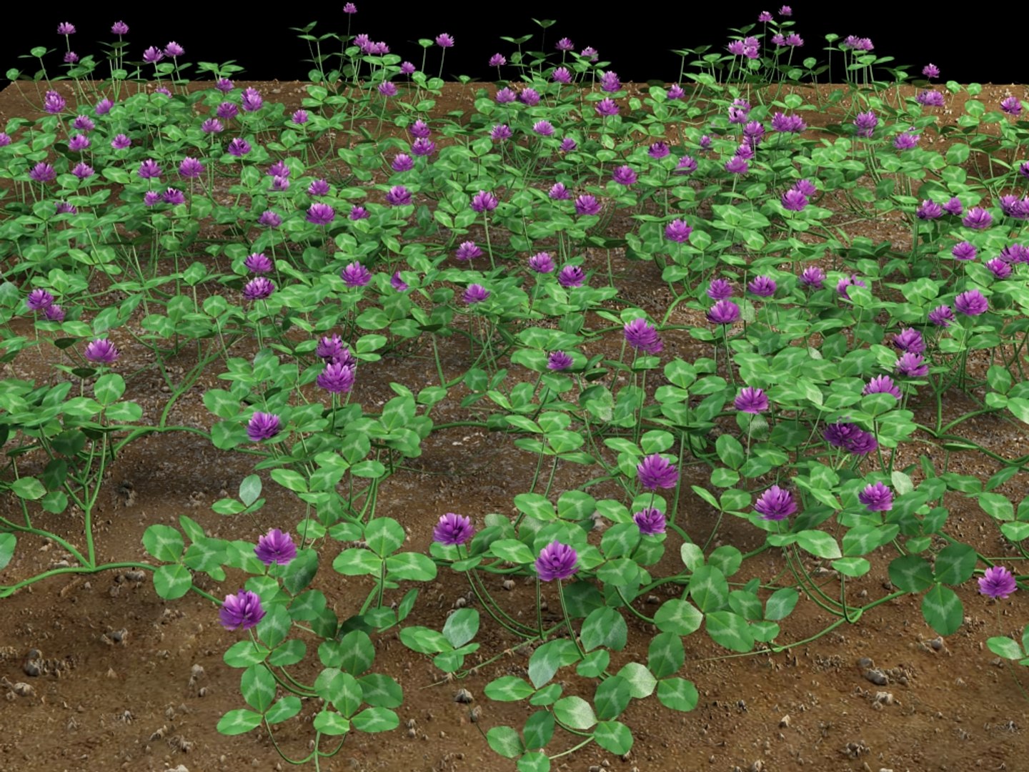 3d Trifolium Clover