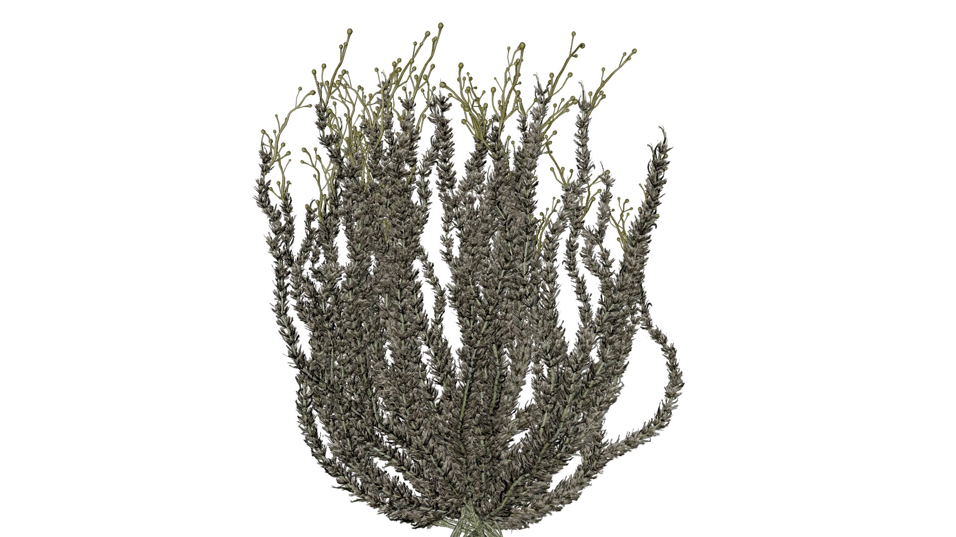 Sagebrush Bush - 02 - 3D Model - TurboSquid 2372880