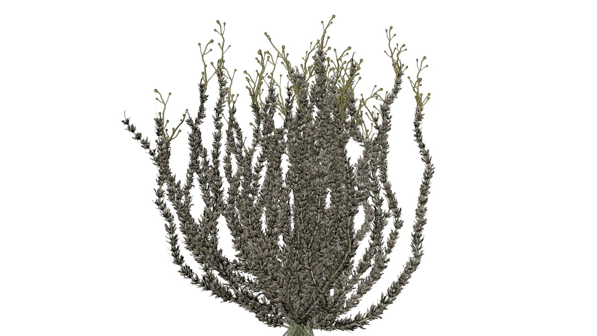 Sagebrush Bush - 02 - 3D Model - TurboSquid 2372880