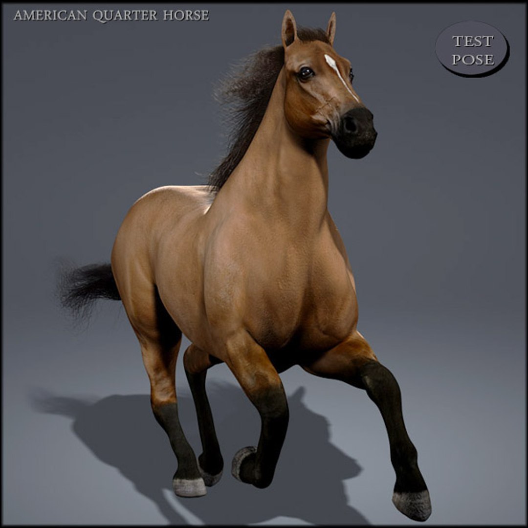 Realistic Horse 3d Model