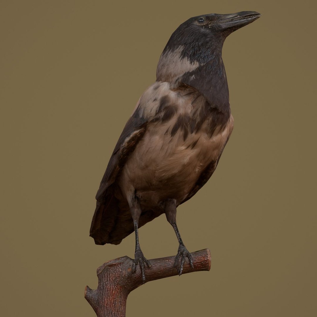 3D Animal Digital Photogrammetry - TurboSquid 1162974