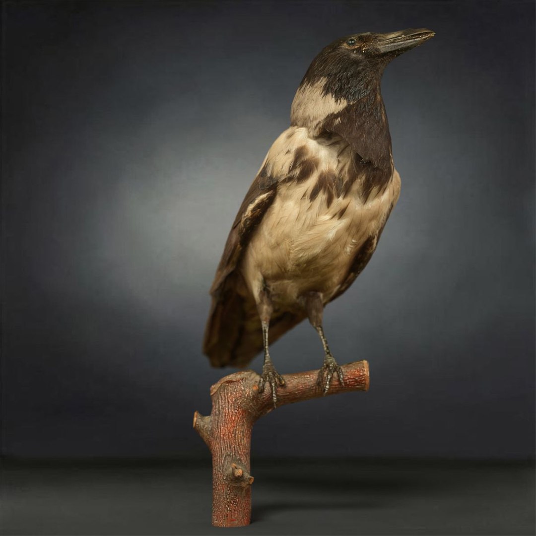 3D Animal Digital Photogrammetry - TurboSquid 1162974