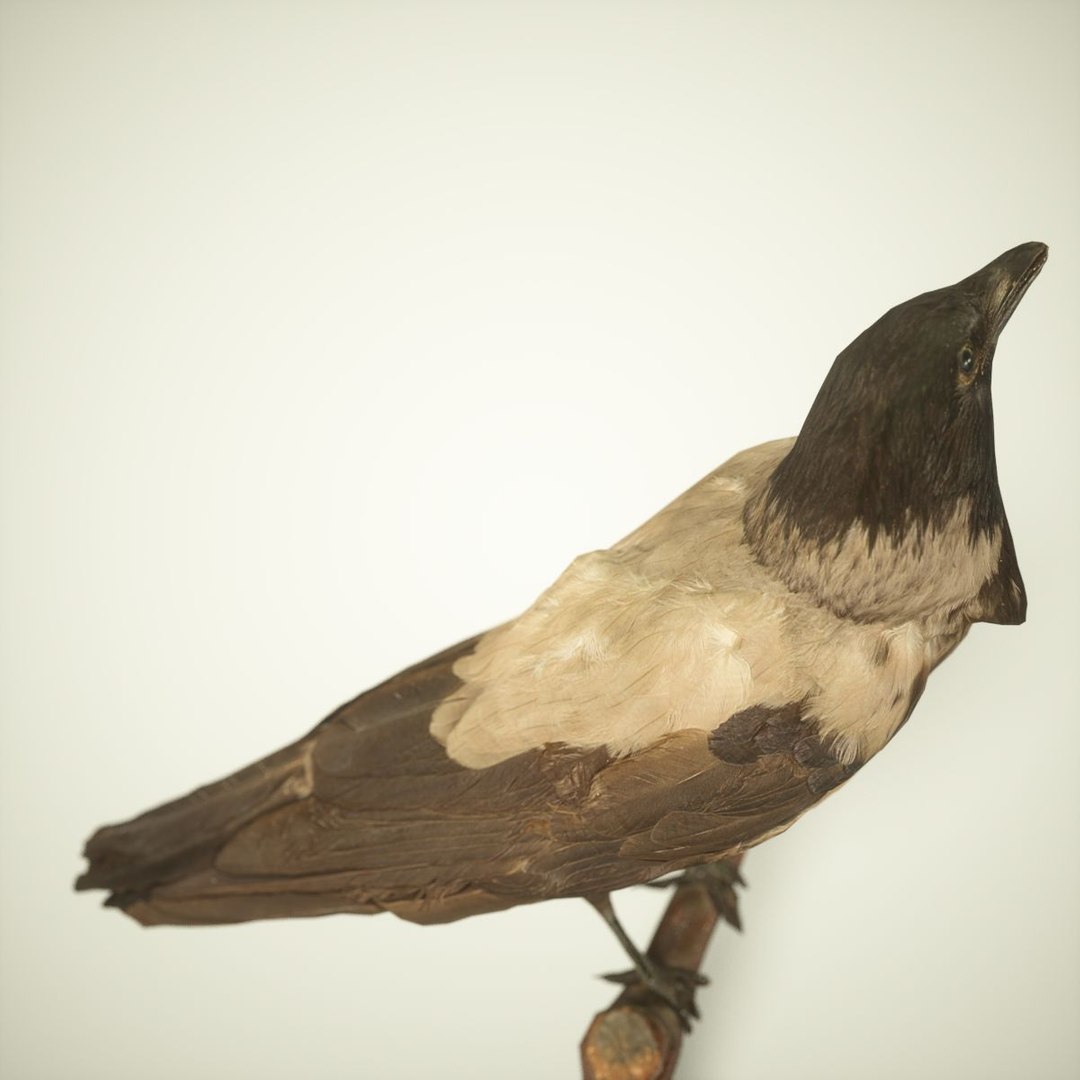 3D Animal Digital Photogrammetry - TurboSquid 1162974