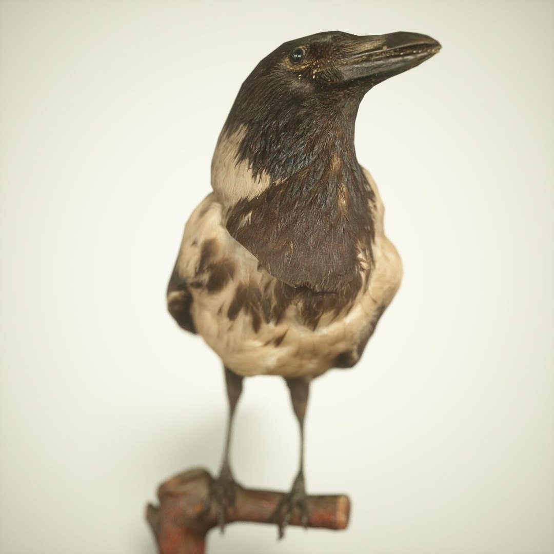 3D Animal Digital Photogrammetry - TurboSquid 1162974