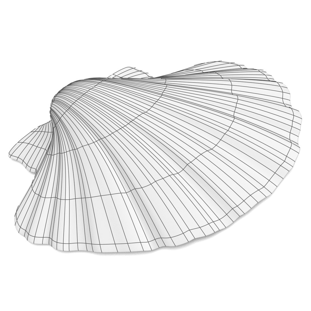 Pecten Albicans 3d Model