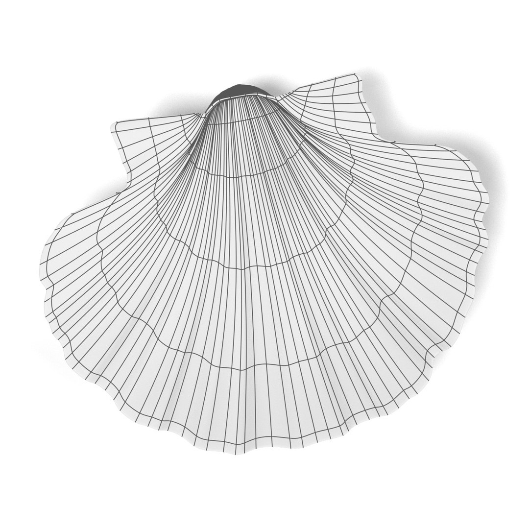 Pecten Albicans 3d Model