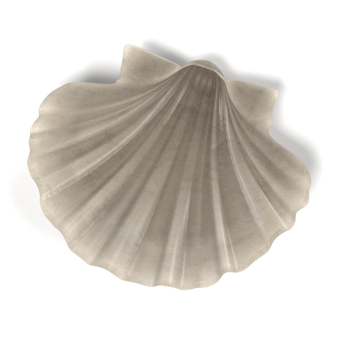 Pecten Albicans 3d Model