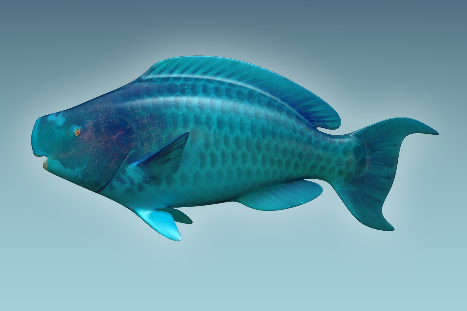 3D parrotfish fish model - TurboSquid 1202286