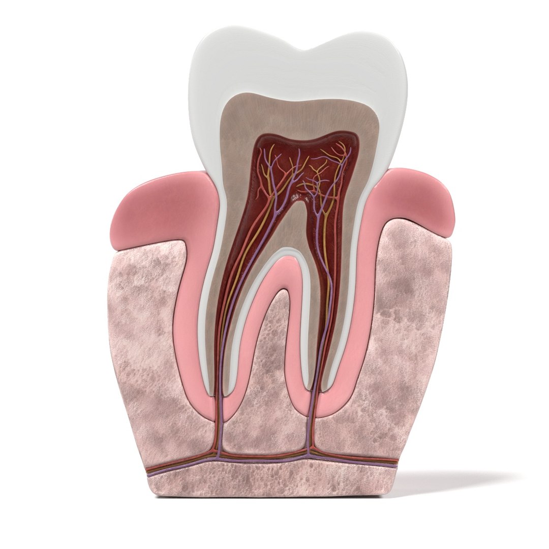3d Model Of Teeth Anatomy