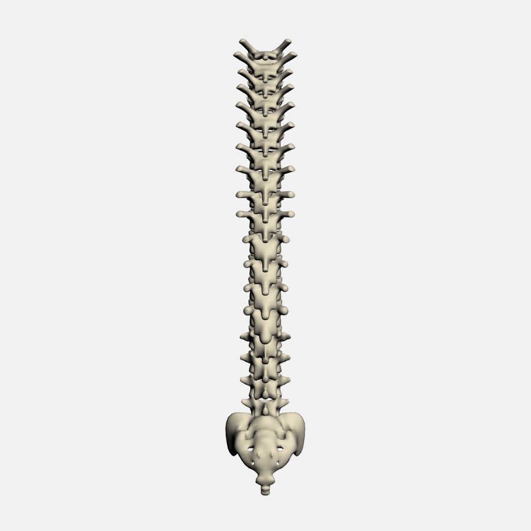 Human Vertebral Column 3d Max