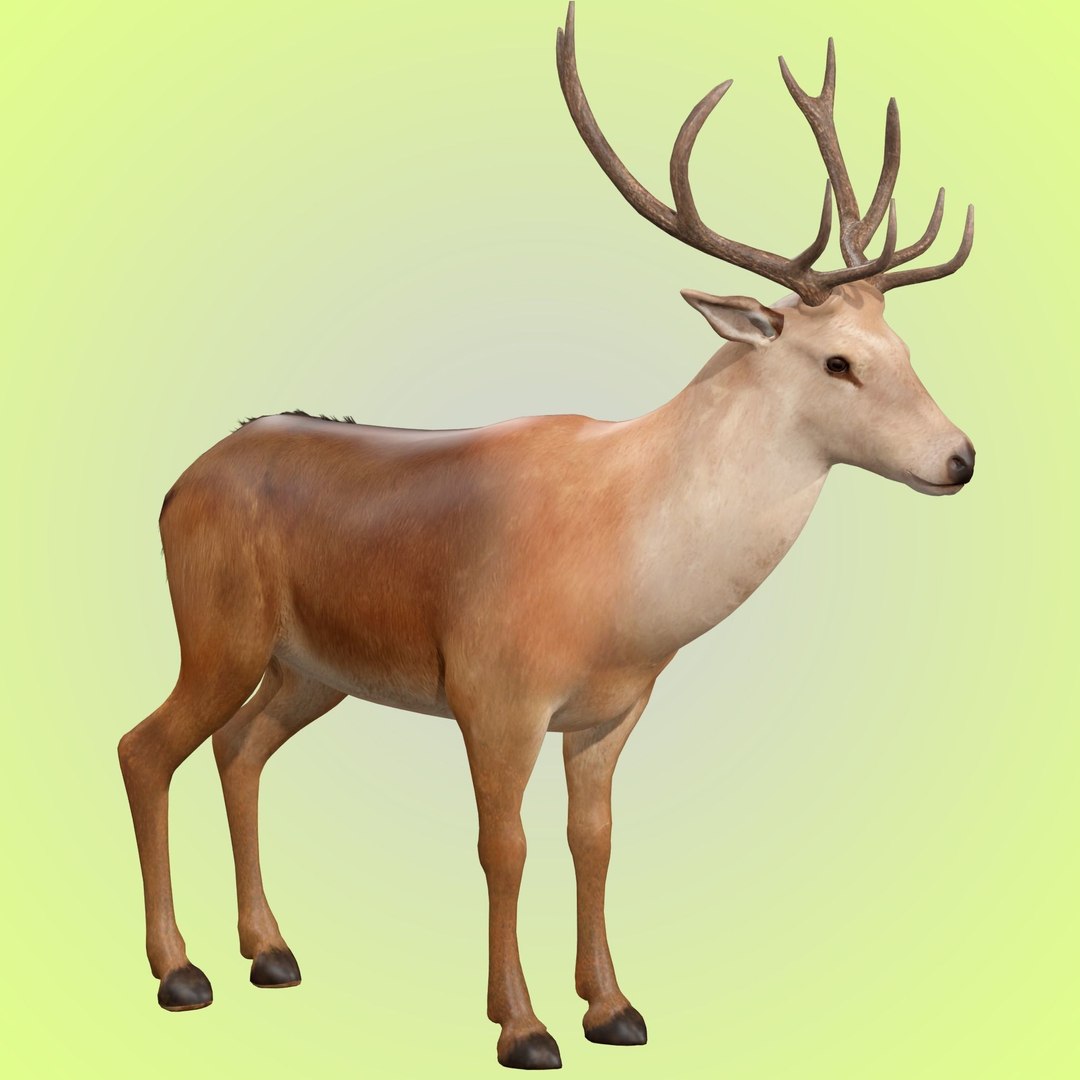 Deer Rigged 3D Model - TurboSquid 1867450