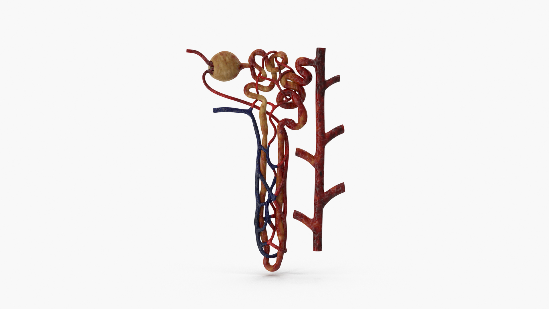Nephron 3d