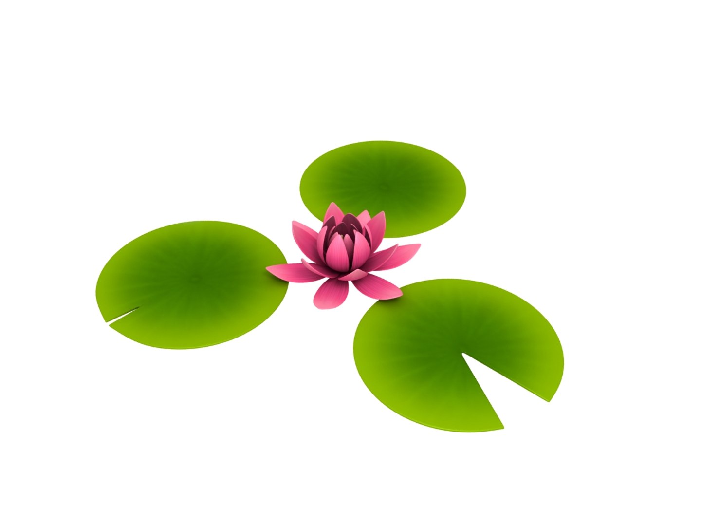 Water Lilly Cartoon 3D Model - TurboSquid 1360712
