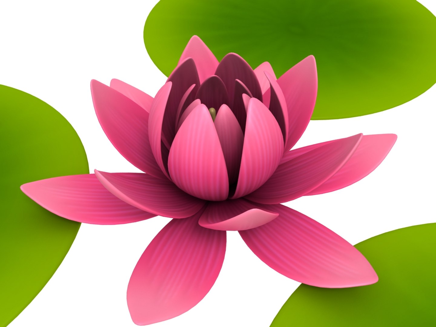 Water Lilly Cartoon 3D Model - TurboSquid 1360712