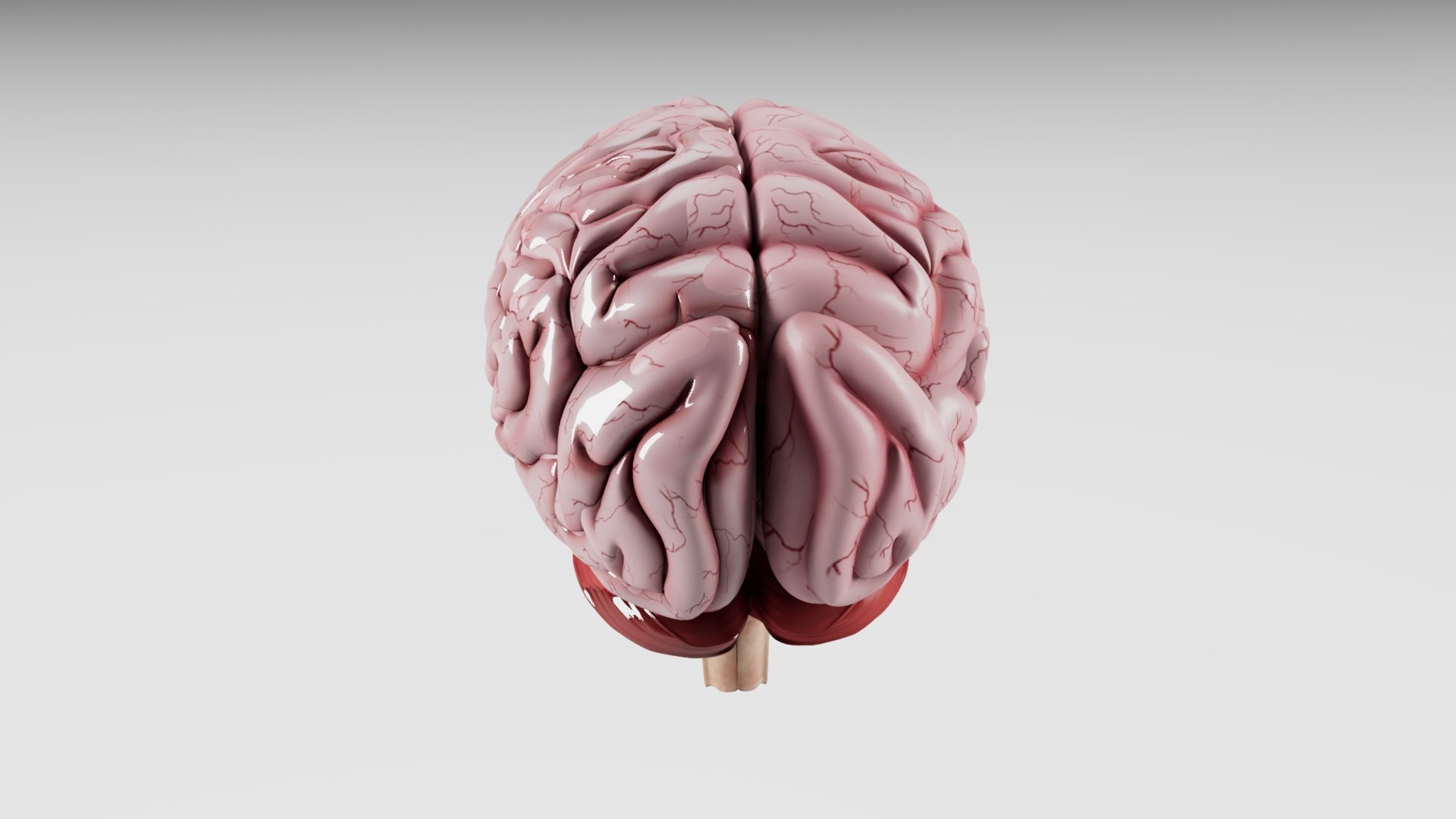 Human Brain 3D Model - TurboSquid 2022350