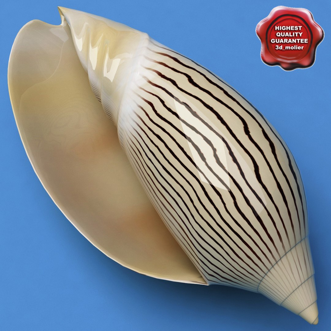 Seashell Amoriaellioti 3d Model