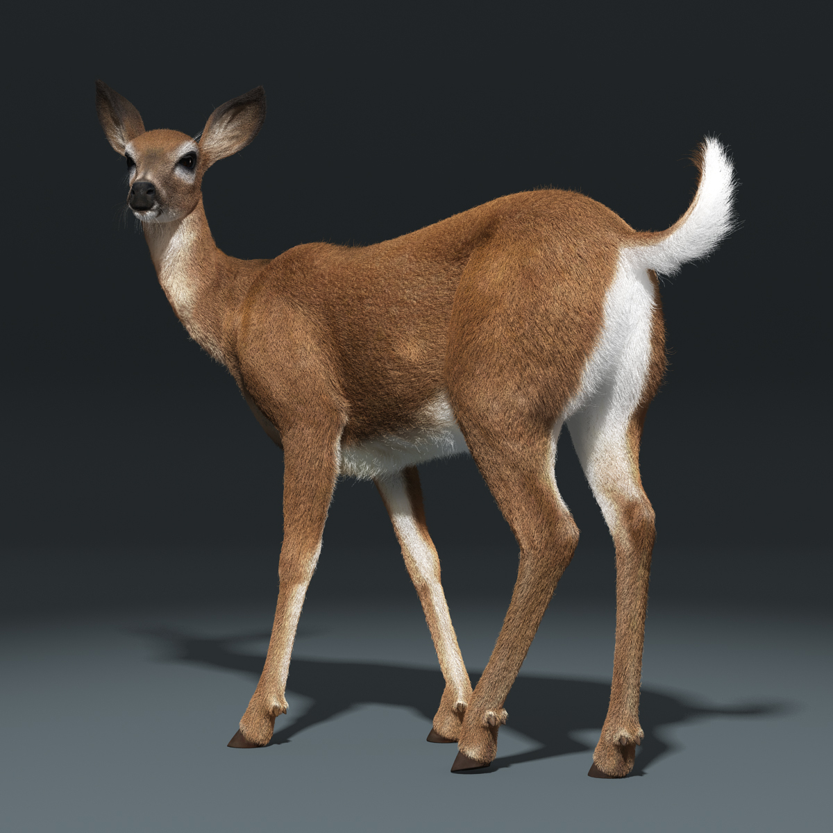 white tailed doe fur max