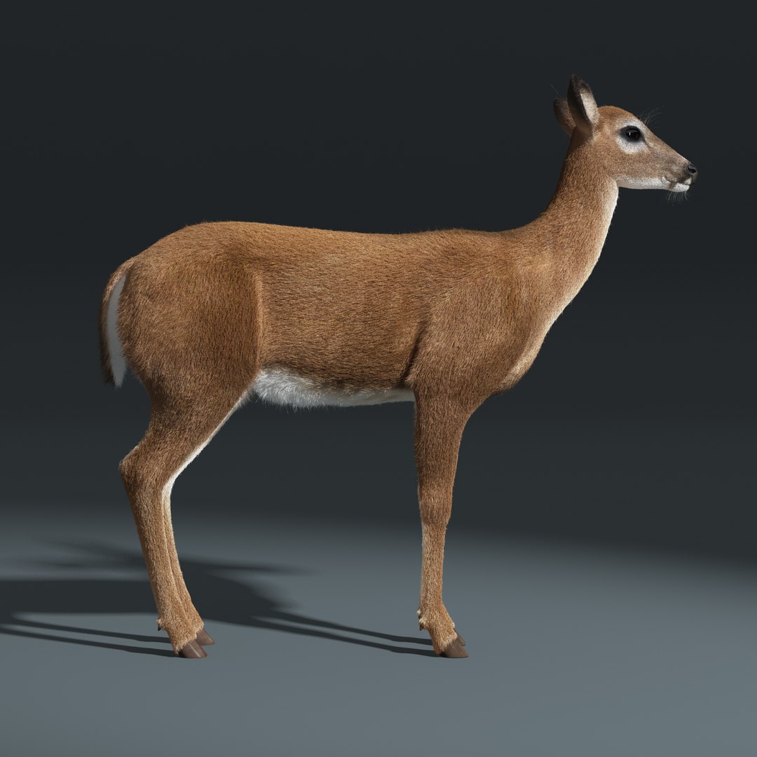 White Tailed Doe Fur Max