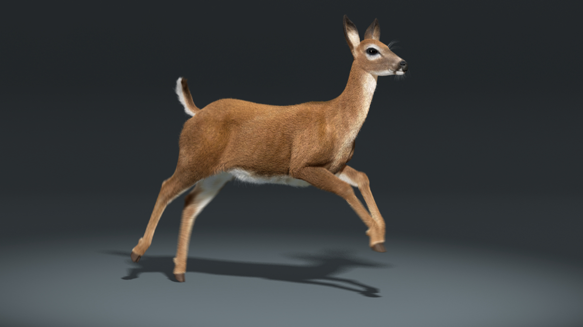 White Tailed Doe Fur Max