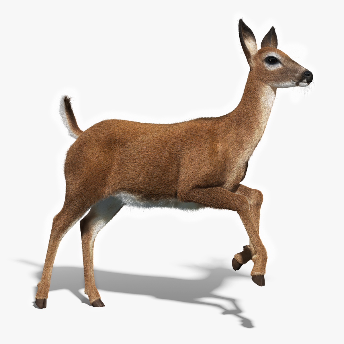 white tailed doe fur max