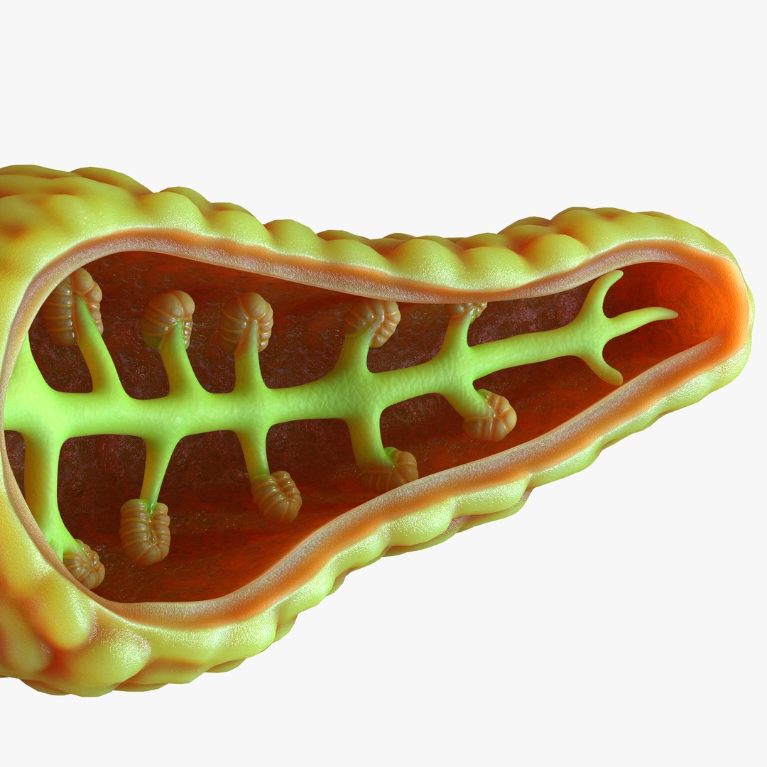 Human Pancreas Anatomy 3D Model - TurboSquid 1841929