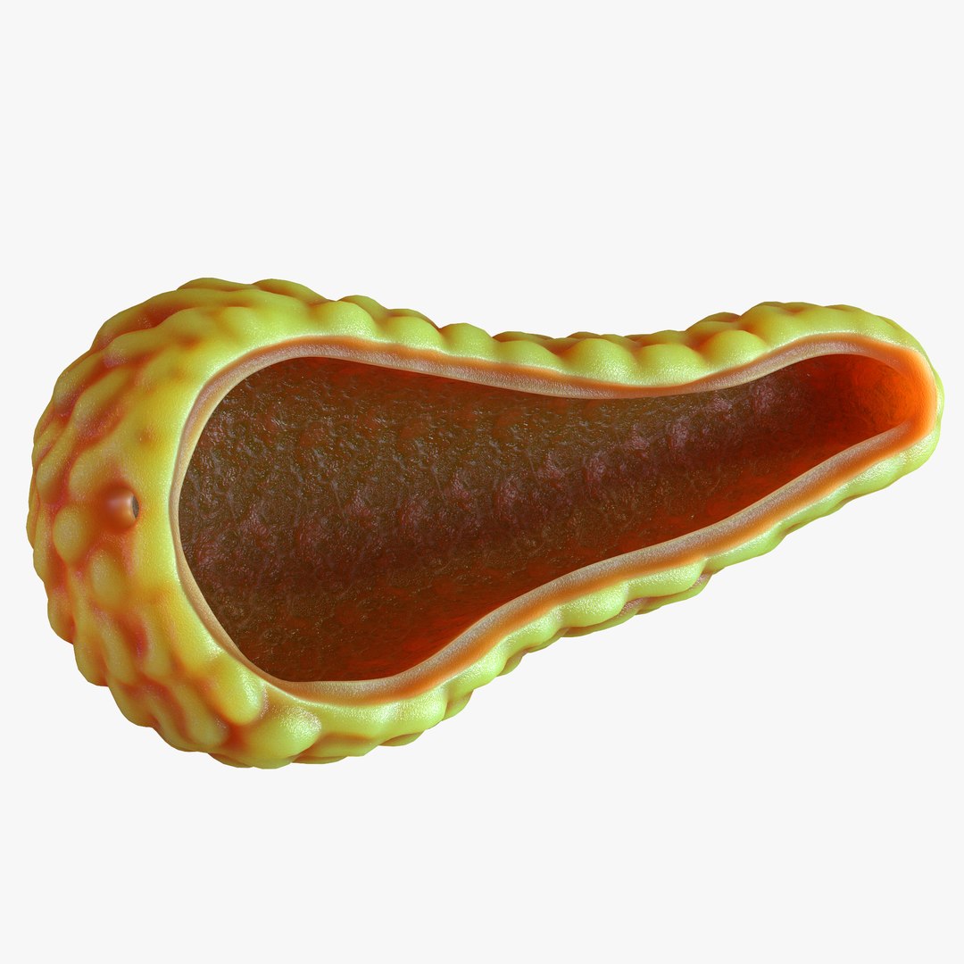 Human Pancreas Anatomy 3D Model - TurboSquid 1841929